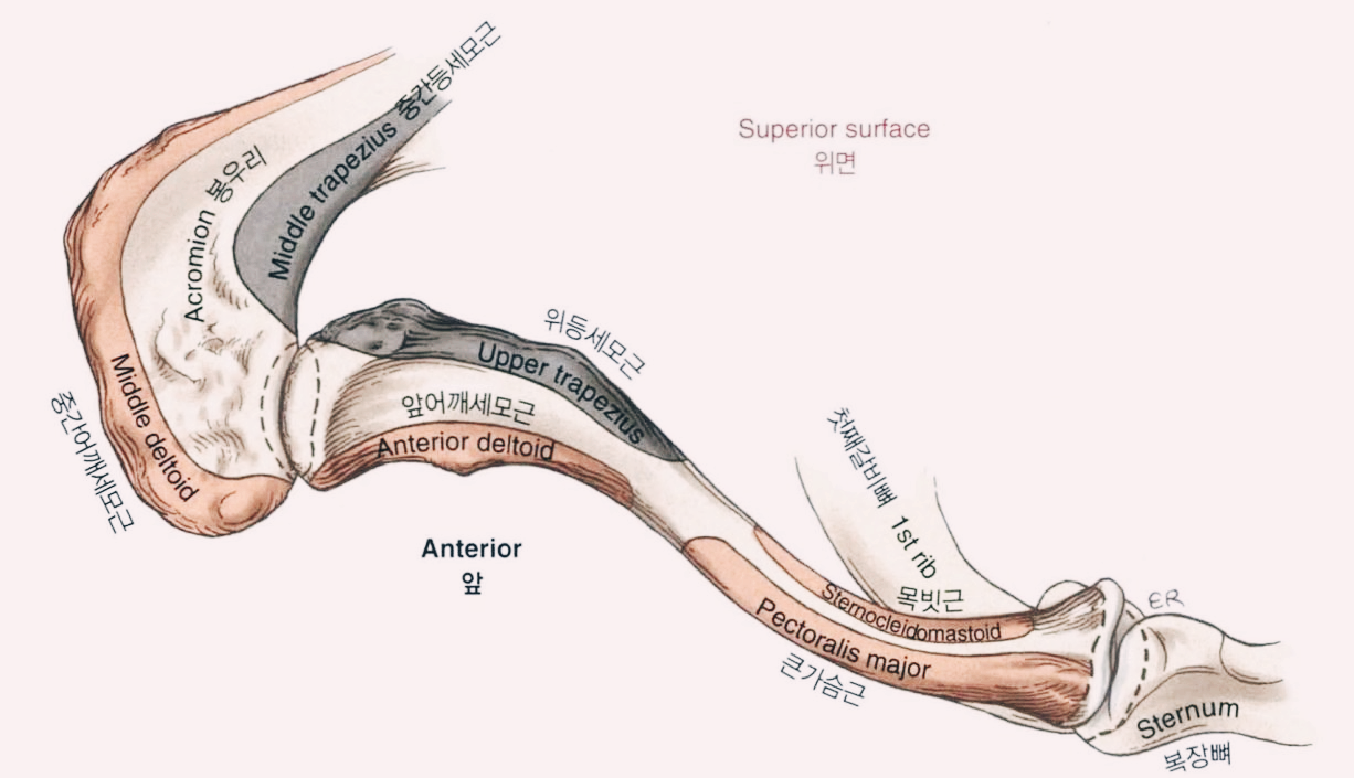어깨복합체 복장뼈와 빗장뼈