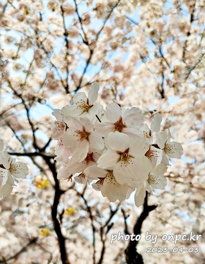 경주벚꽃 숨은 벚꽃 명소 영지설화공원 호수 옆 벚꽃 터널~ Onpc