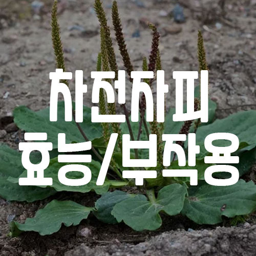 변비에 좋은 차전자피 효능 부작용 먹는 법 확인하기