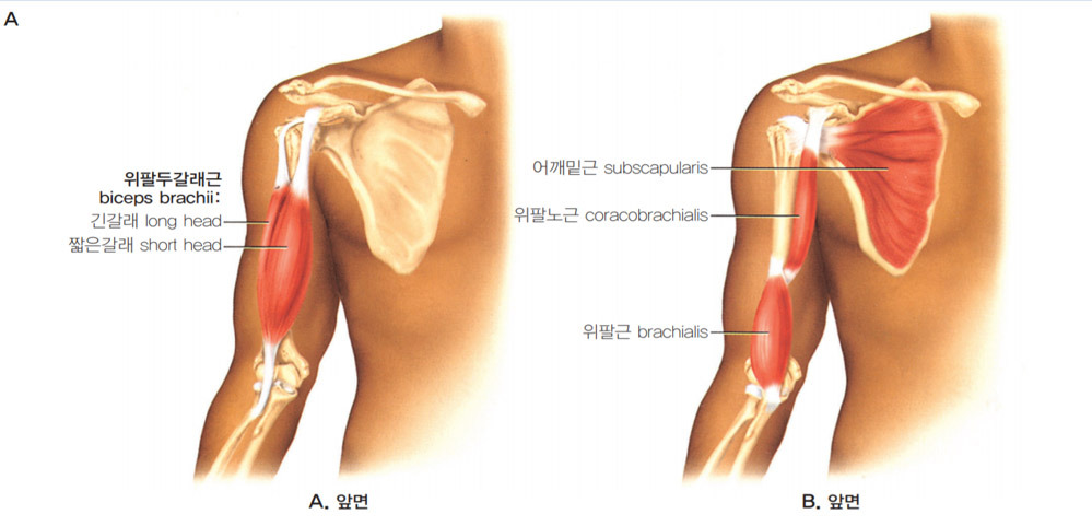 해부학 근육계통 어깨 팔 근육각론 외시경실