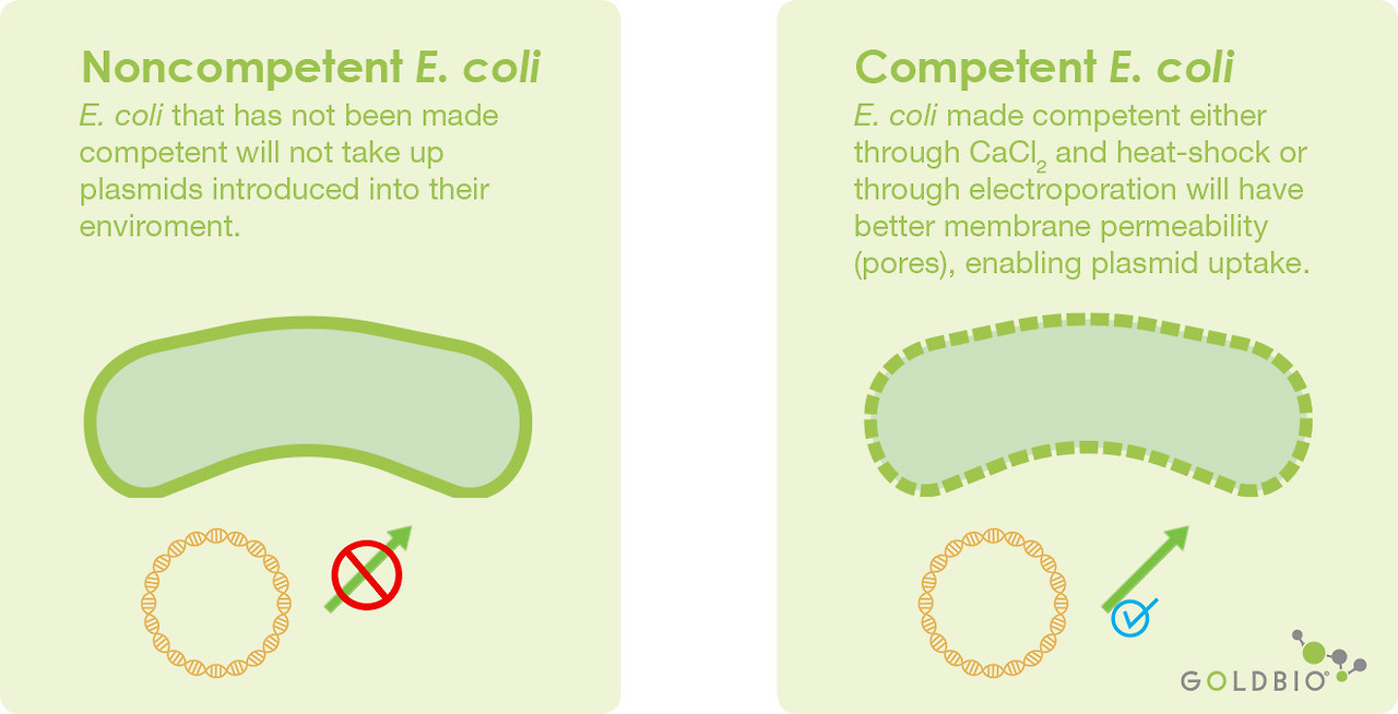 competent cell 정의, 종류