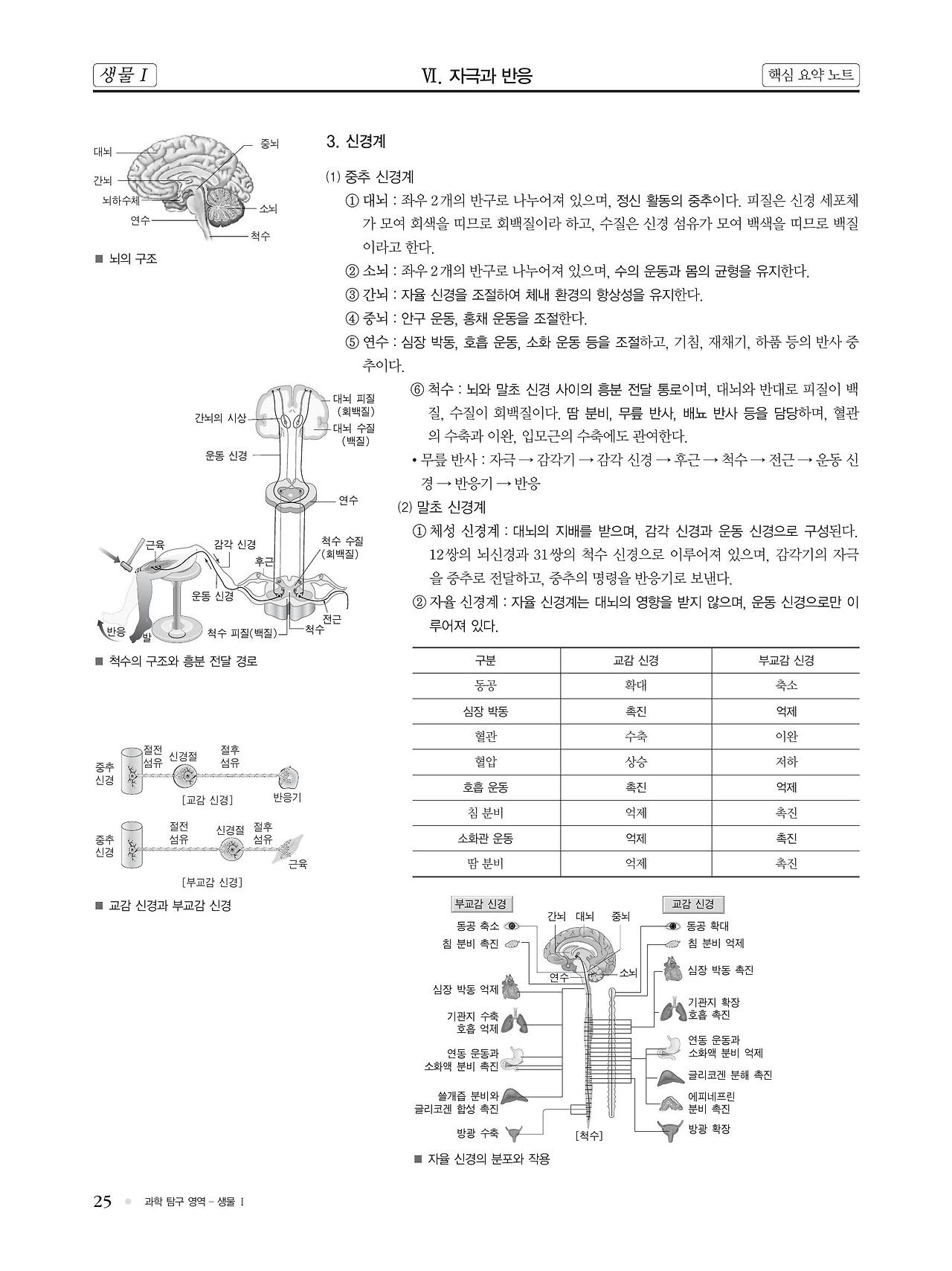 생물 핵심 개념 정리 뉴런과 신경계신경 세포체 수상 돌기 축색 돌기 흔분의 전도분극 상태 탈분극 상태 재분극