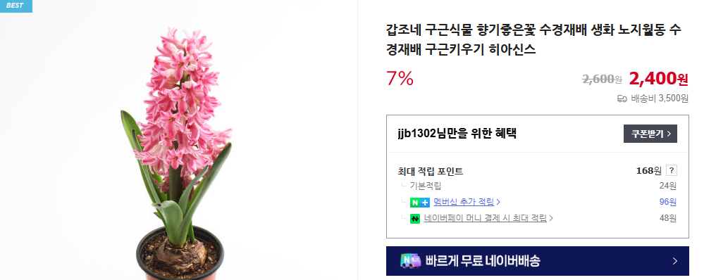 수선화 축제 및 꽃말 구근 심기 개화 시기 키우는 법