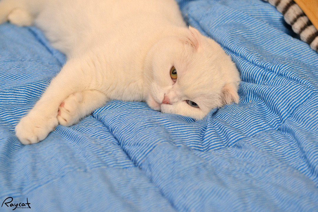 외동묘를 위한 집사의 고양이 돌봐주기