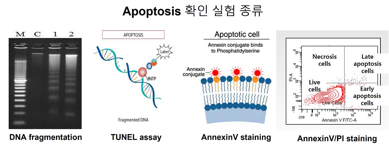 Cell Apoptosis를 확인하는 대표적인 4가지 실험 방법의 원리와 간단한 소개입니다