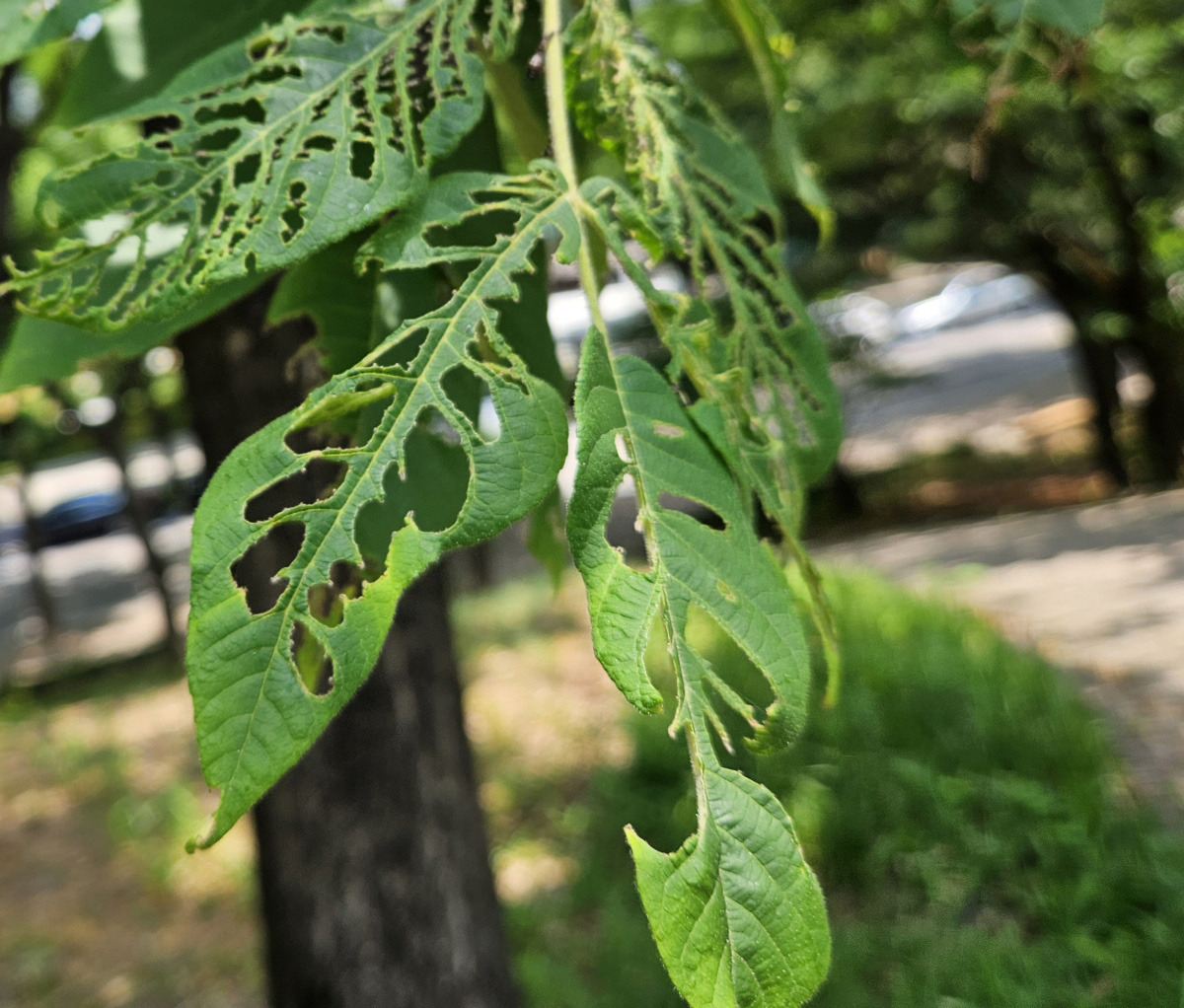 호두나무잎벌레 (Walnut Leaf Beetle)