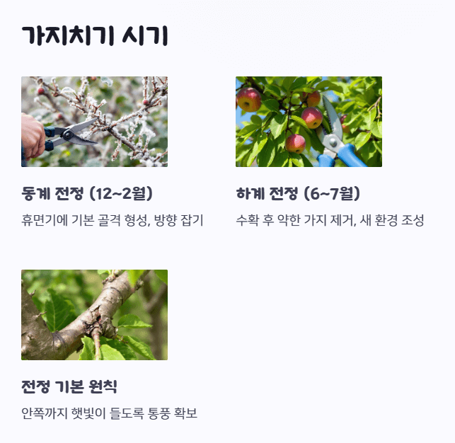 매실나무 키우기 가지치기 및 병충해 방제 시기 꽃 열매 접목 및 묘목 심는 방법