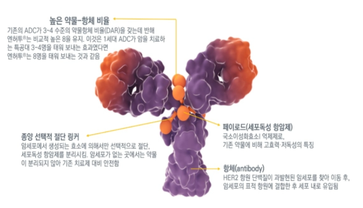유방암 항암치료제 엔허투 건강보험 적용 적용시기 치료비 적용대상 부작용
