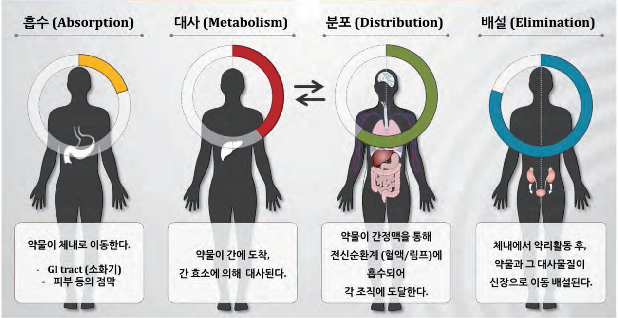 약물전달시스템 Dds 1편