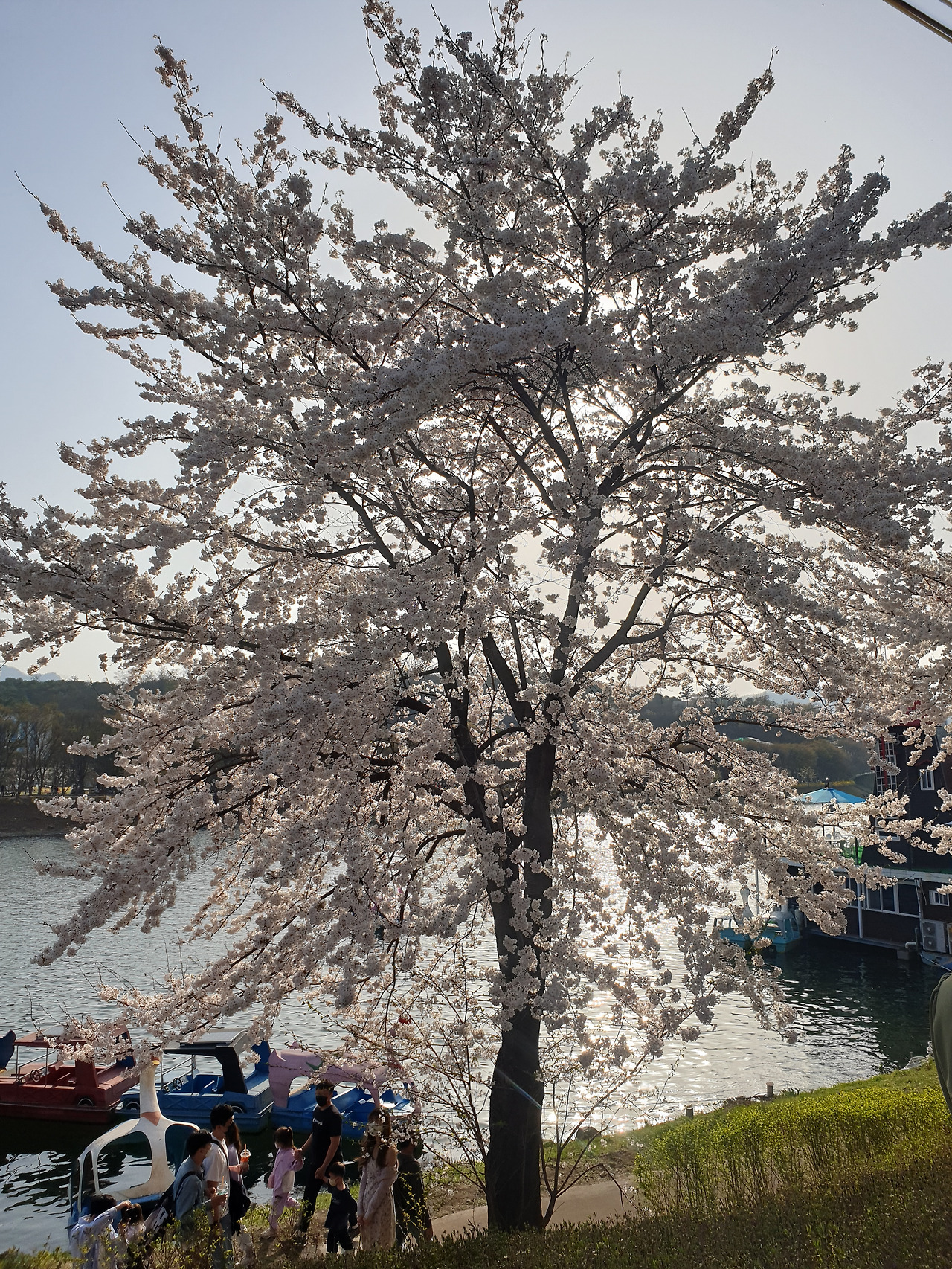 춘천 벚꽃 명소 베스트 10 부귀리공지천수자원공사한림대 에리트아파트강원도립화목원석사천우두동 뚝방길카페 파머스가든