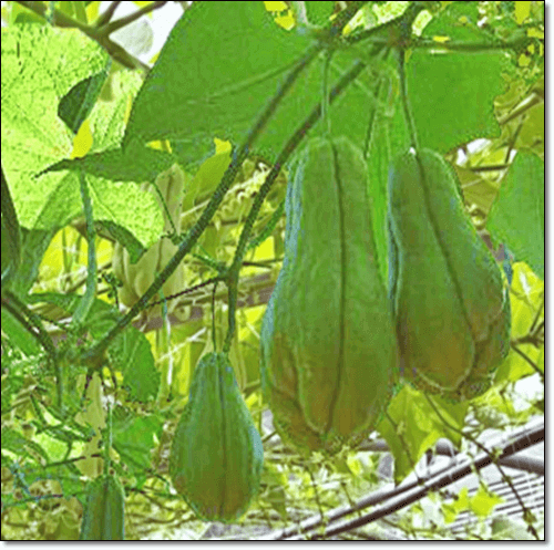 차요테 효능 및 영양성분 먹는 법과 주의점