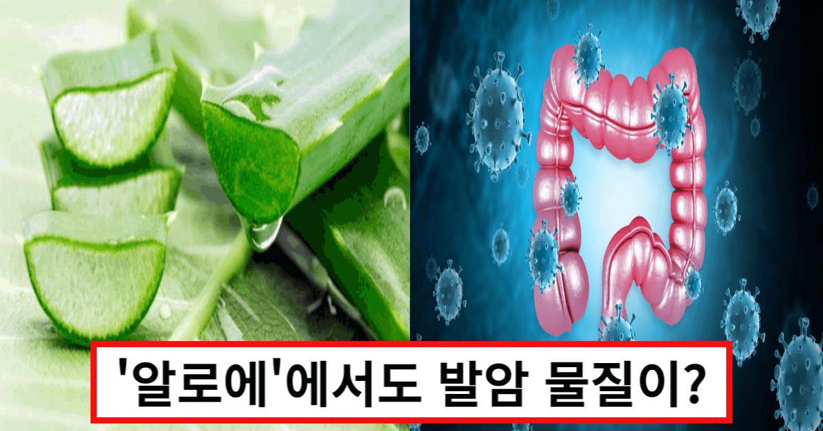 아스파탐에 이어 알로에에도 발암물질이 있다고 해서 충격을 주고 있습니다 자팍다식