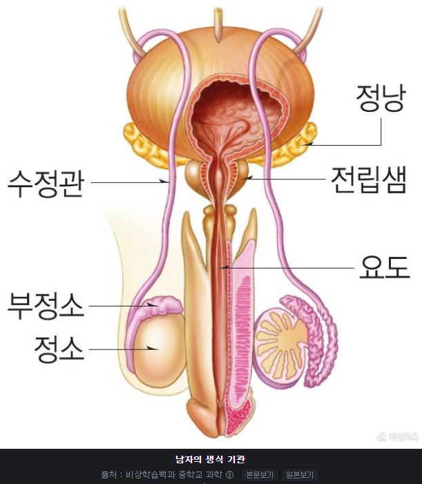 09 생식기계의 구조와 기능