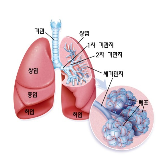 폐의 해부학적 구조와 기능 기관지 폐포