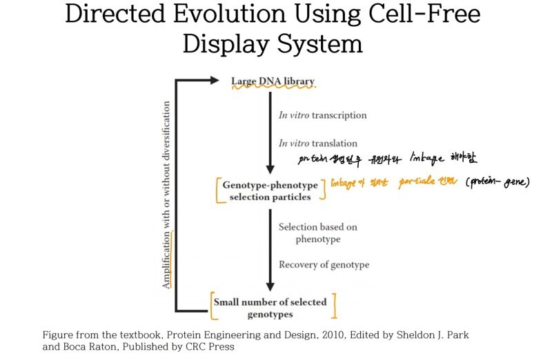 단백질 공학 Cell-free display systems for protein engineering (1)