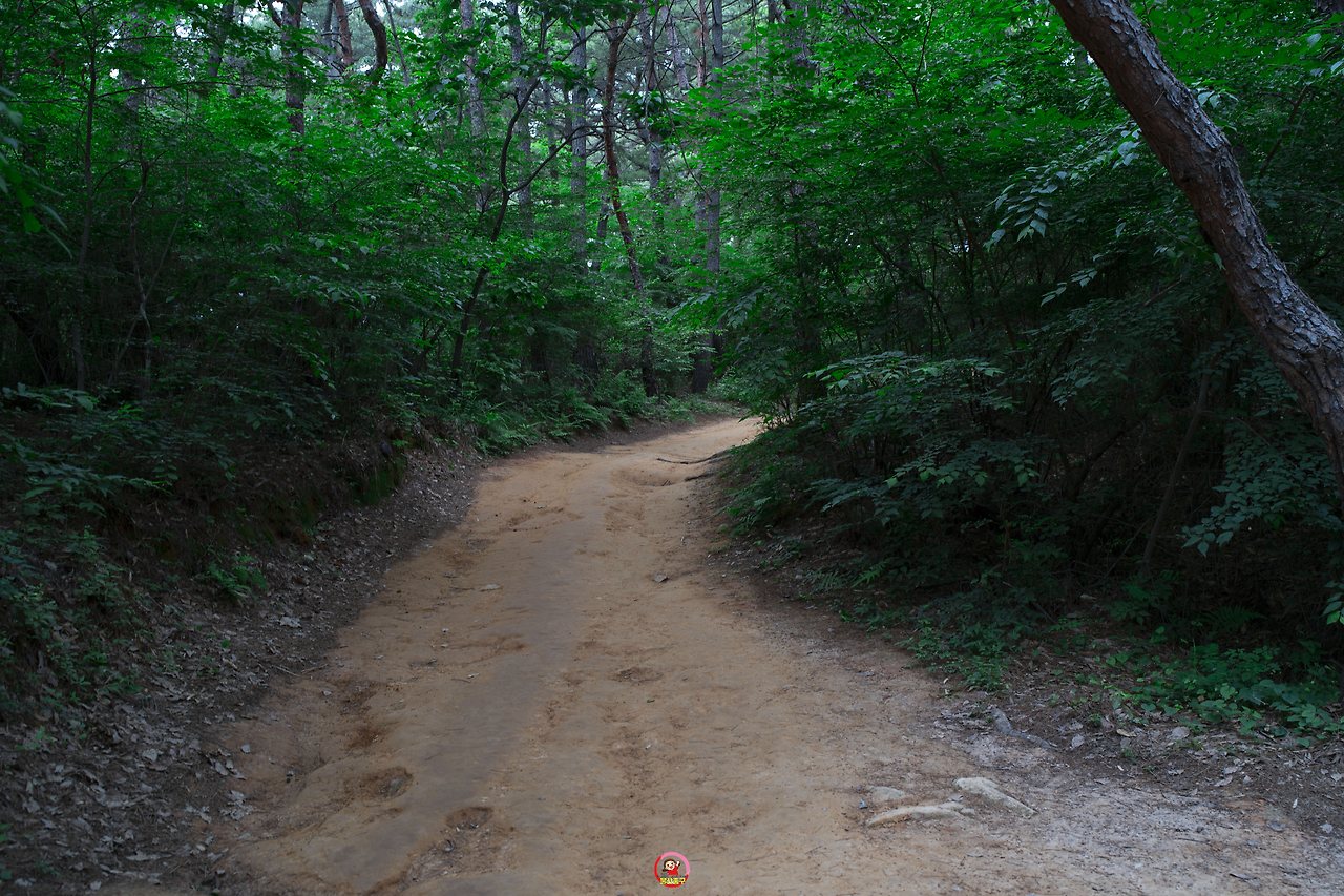 황방산 맨발걷기 코스는 딱딱한 작은 돌조차 없는 깨끗한 흙길로 이루어져 있습니다 아마 매일 청소를 하며 관리를 하시는분의