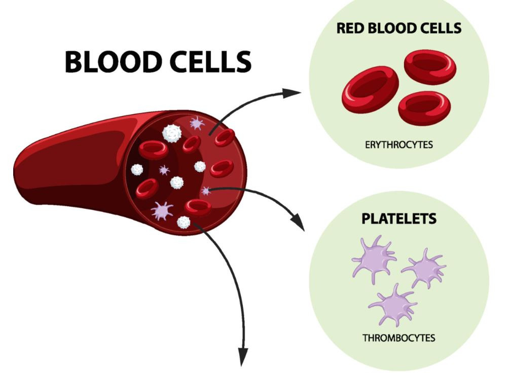 MPV(Mean Platelet Volume) 수치와 임상적 의의