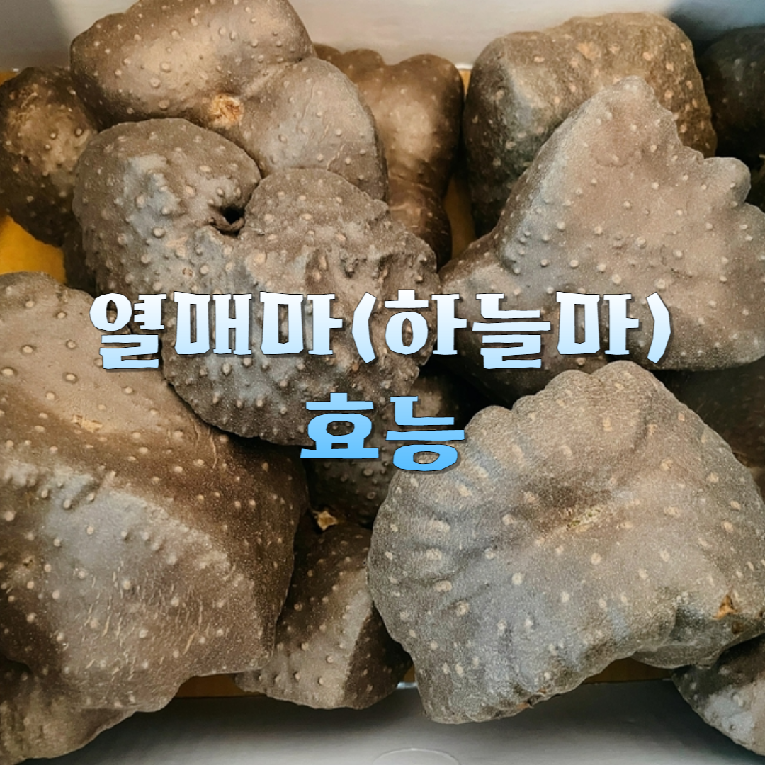 열매마 하늘마 효능 영양성분 먹는방법 부작용
