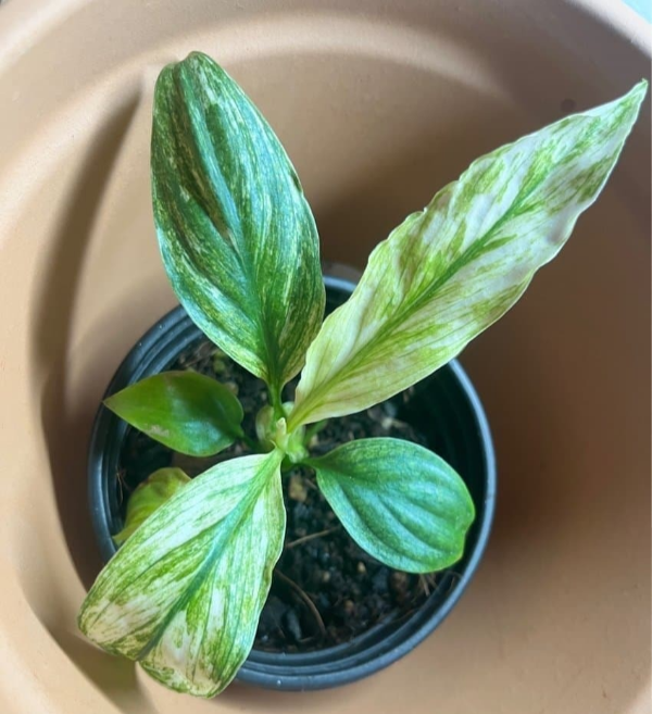 🌿 공기정화식물로 유명한 ‘스파티필름의 종류 개화 꽃 피우기 잎 끝이 갈색 번식 및 식물 키우는 방법