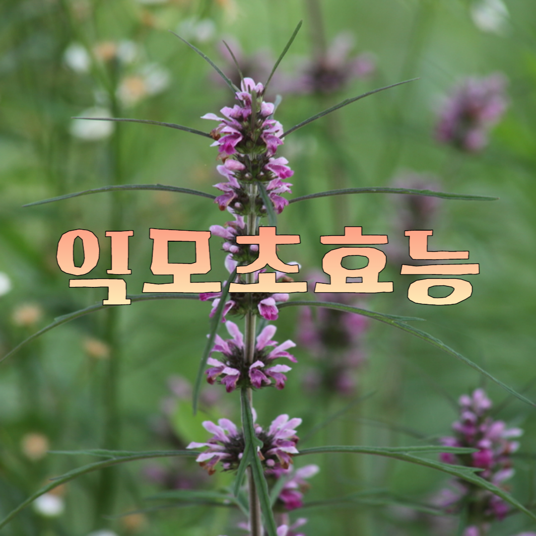 익모초 효능 영양성분 먹는방법 부작용