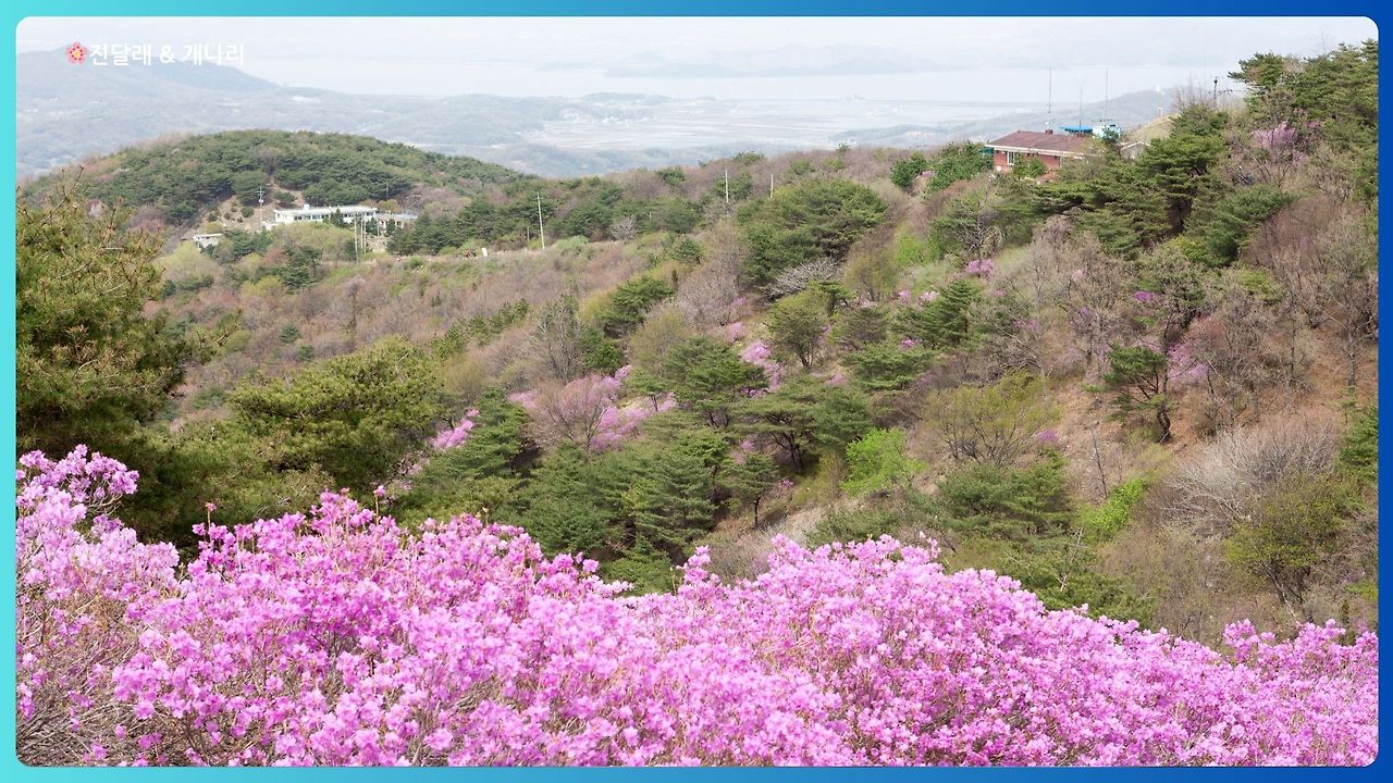 🌸 2025년 진달래 And 개나리 개화시기