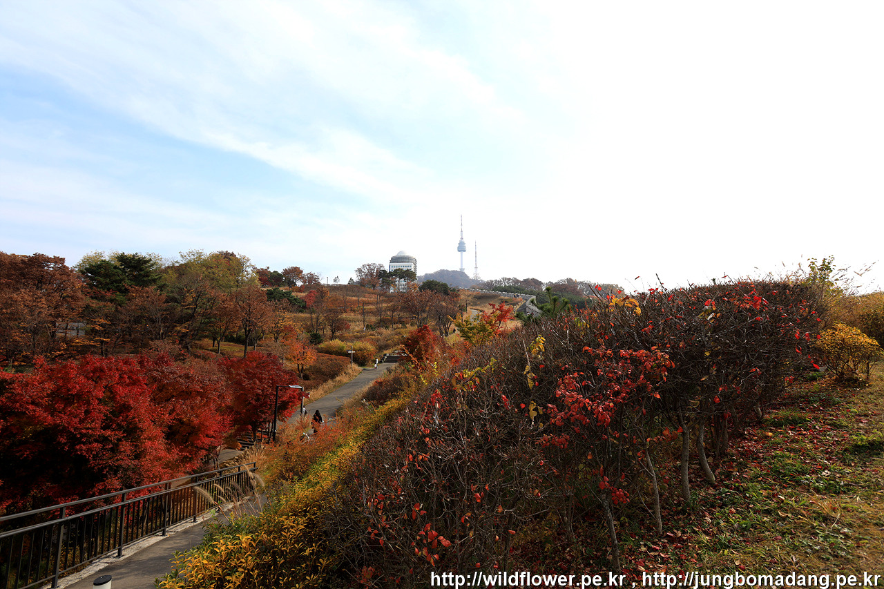 남산 북측 순환 산책로 야외식물원 단풍 And 김건희 특검 윤석열 퇴진탄핵 14차 촛불대행진 참석 2022 11 12