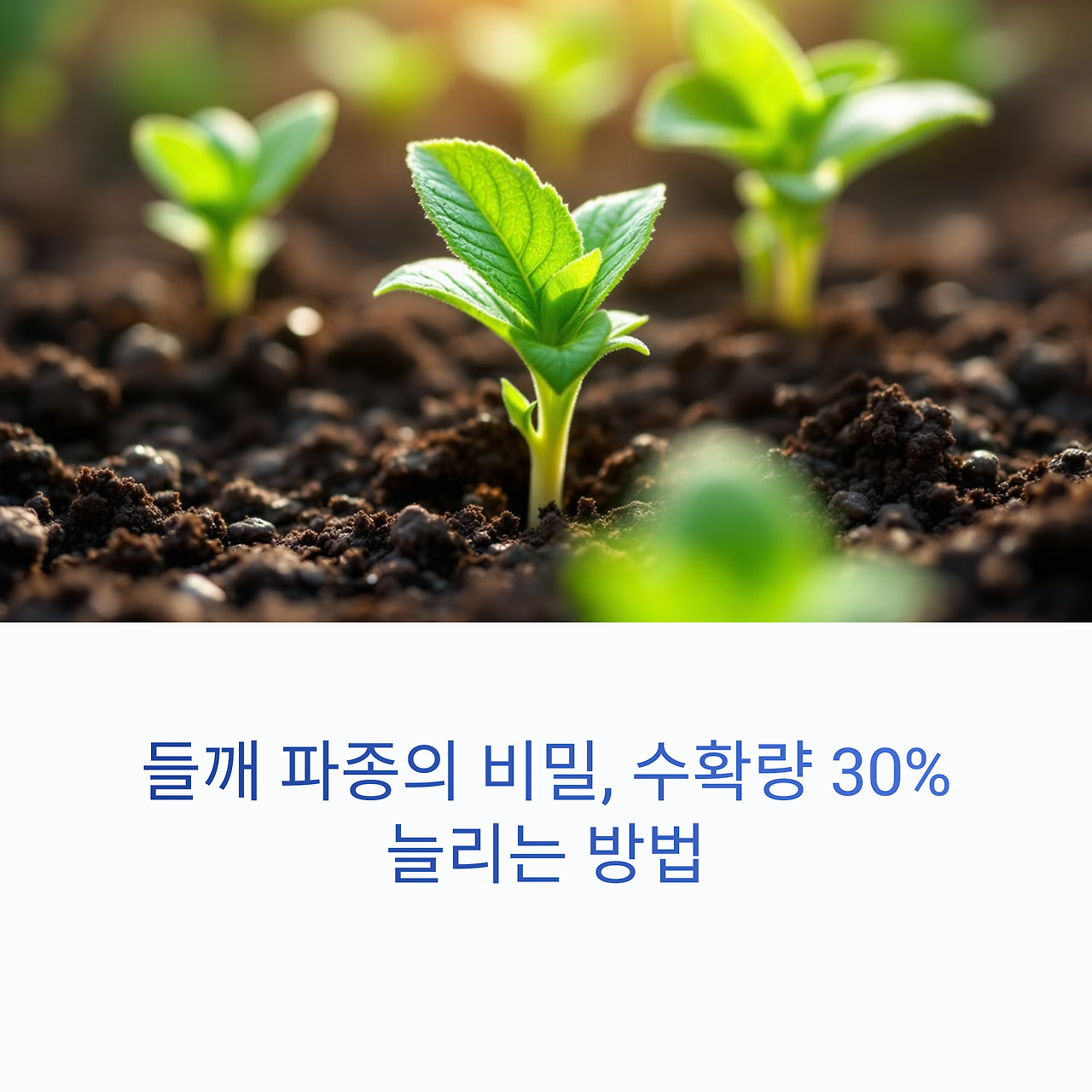 들깨 씨앗 파종시기와 파종방법 이대로만 하면 수확 걱정 없어요