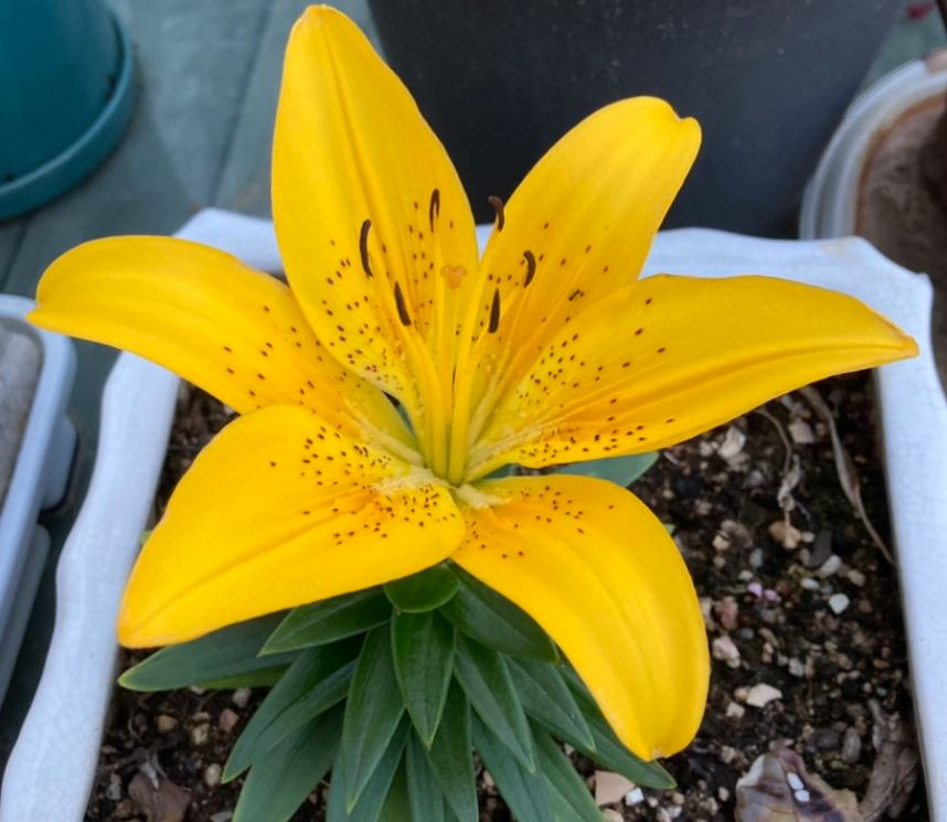 LILM: 릴리움(Lilium) 주가 전망 및 기업분석