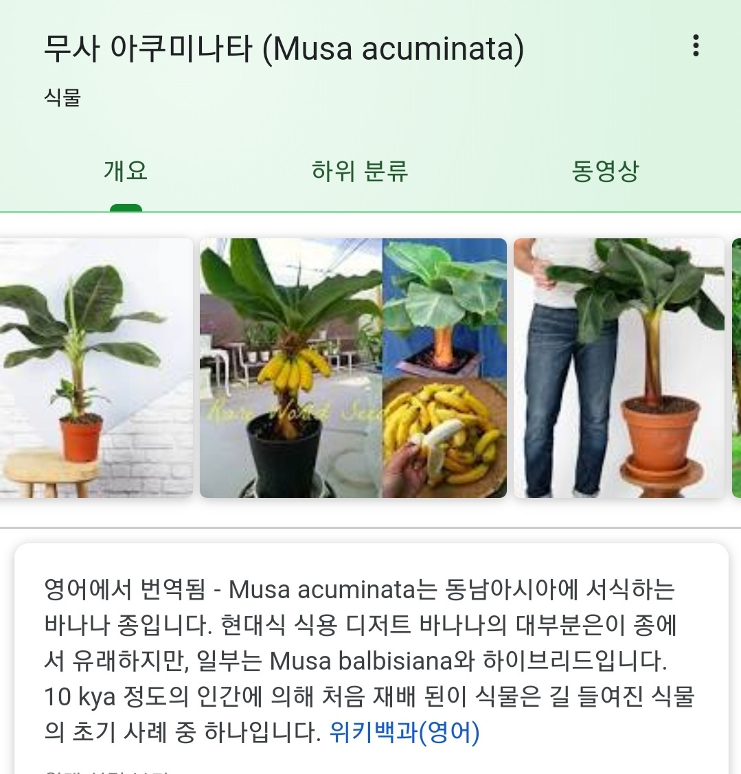 실내 공기정화식물 순위 31 40위nasa 선정