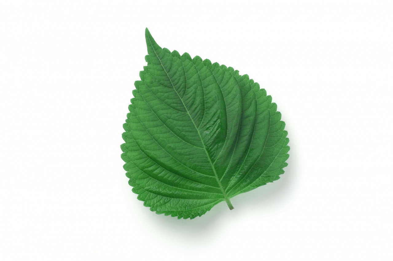 깻잎 효능ㆍ성분ㆍ부작용ㆍ섭취방법ㆍ총정리