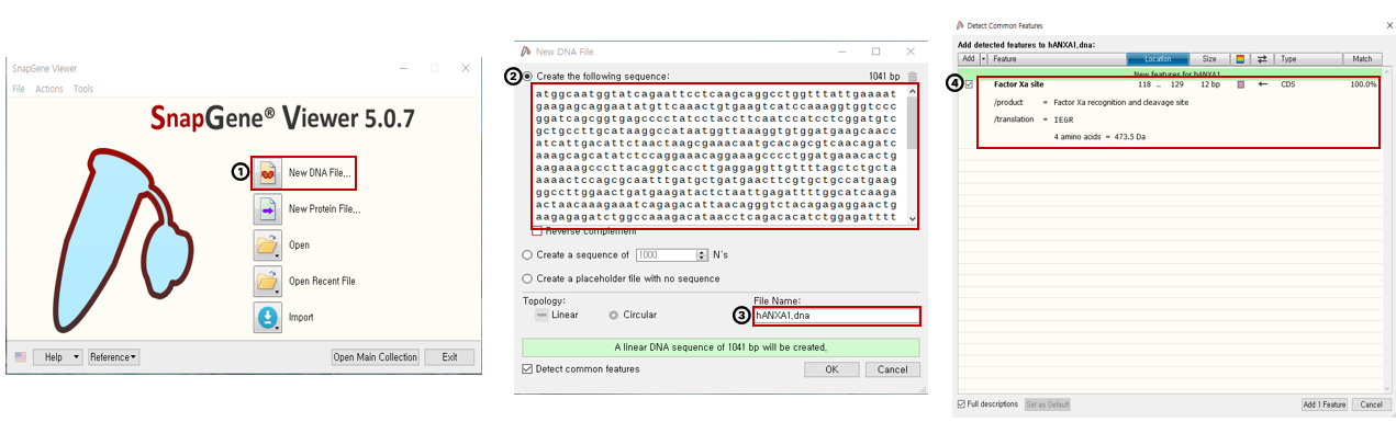 🧬 클로닝 초보자를 위한 SnapGene 완벽 가이드: 첫 단추부터 제대로!