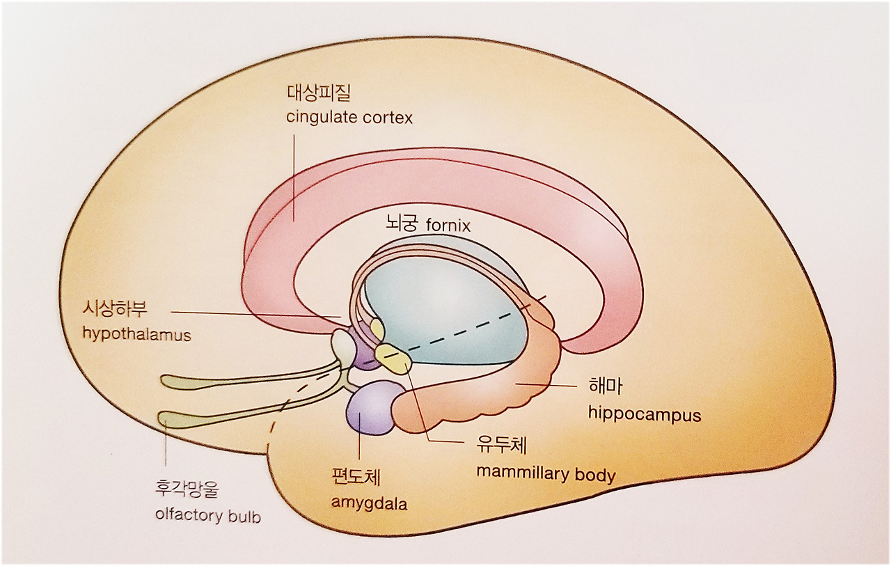 변연계와 시상하부