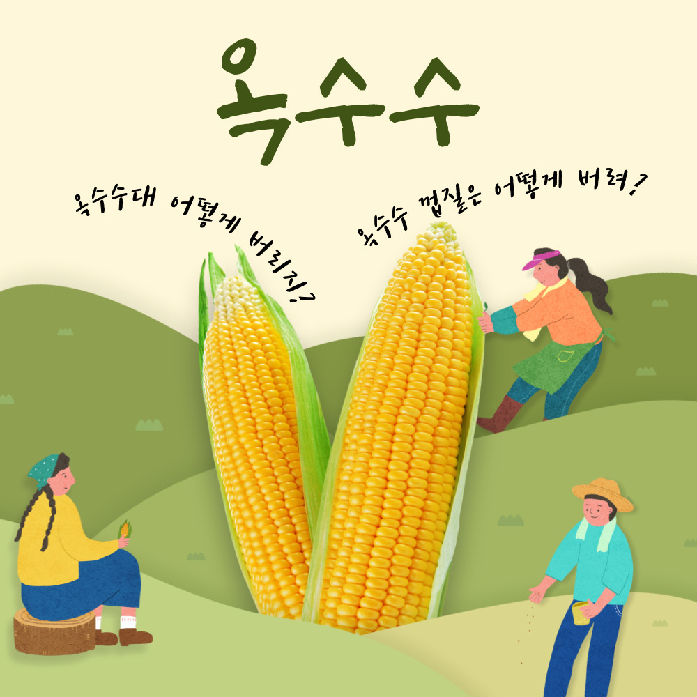 옥수수 대 쓰레기 껍질 음식물 쓰레기 버리는 방법 알아보기 겉핥기상식