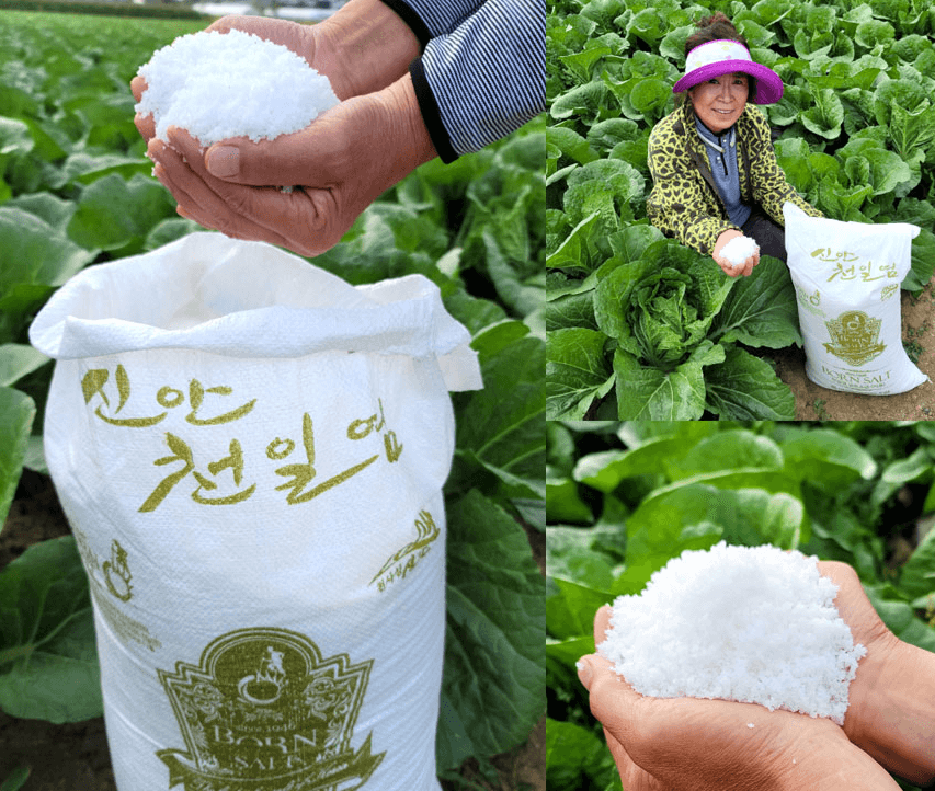고랭지강원도 절임배추 20kg 사전예약 가격비교
