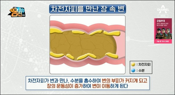 차전자피 효능 복용방법 부작용 변비에 진짜 도움이 될까