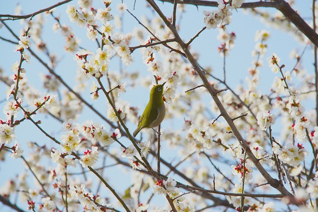 2025 광양 매화축제 일정 And 개화 시기 총정리 🌸