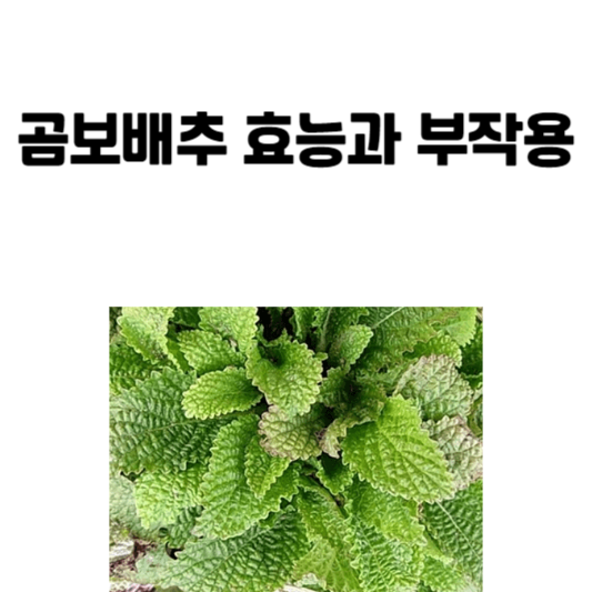 곰보배추 효능과 부작용