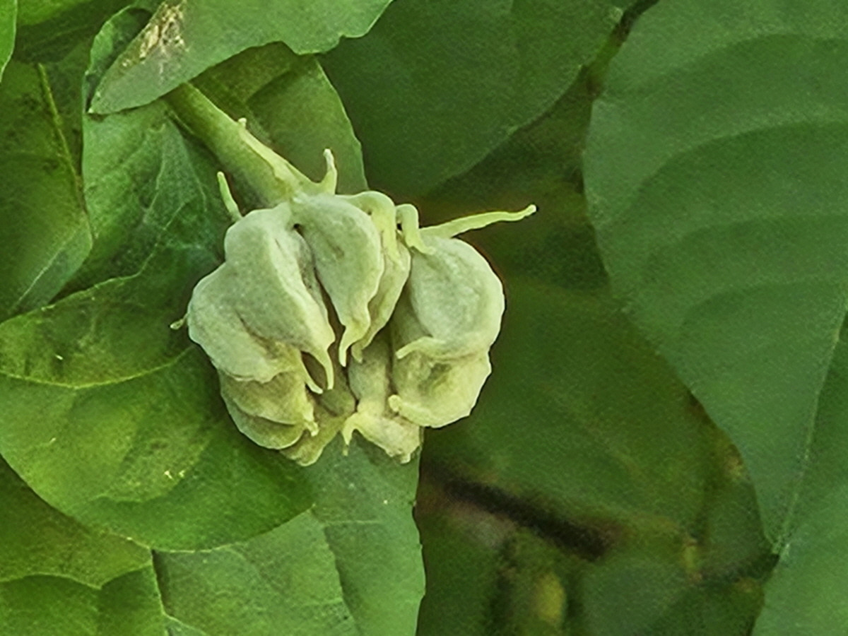 때죽납작진딧물 (Styrax Gall Aphid)