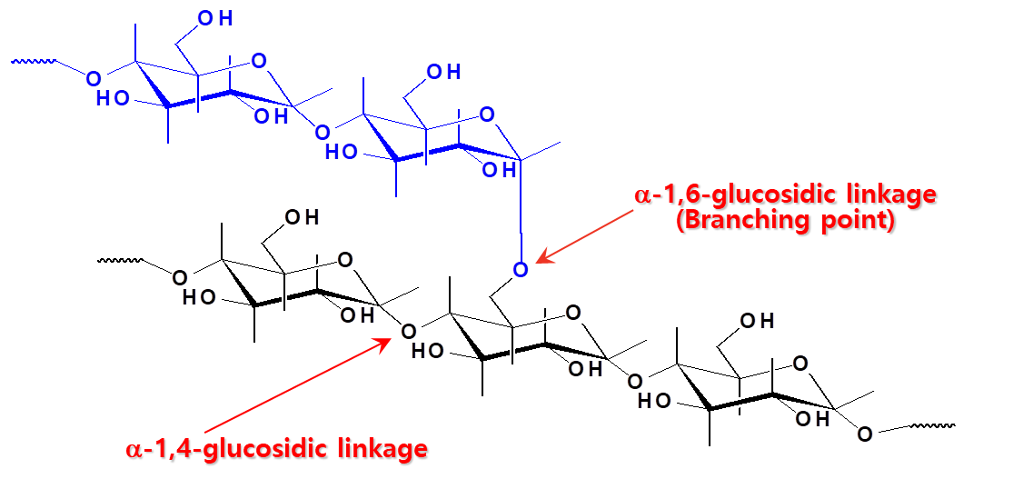 아밀로스amylose And 아밀로펙틴amylopectin의 구조와 특징