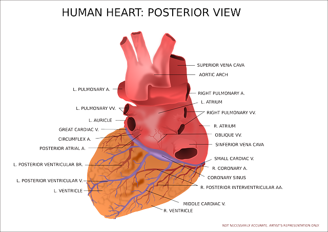 의학용어 Cag 의학용어 Cabg 의학용어 Pci 설명글