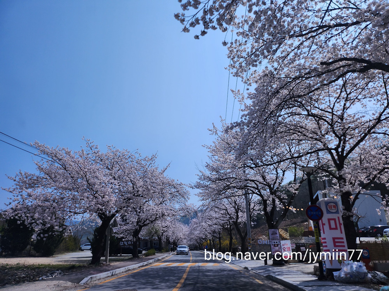 공주 계룡산 동학사 벚꽃