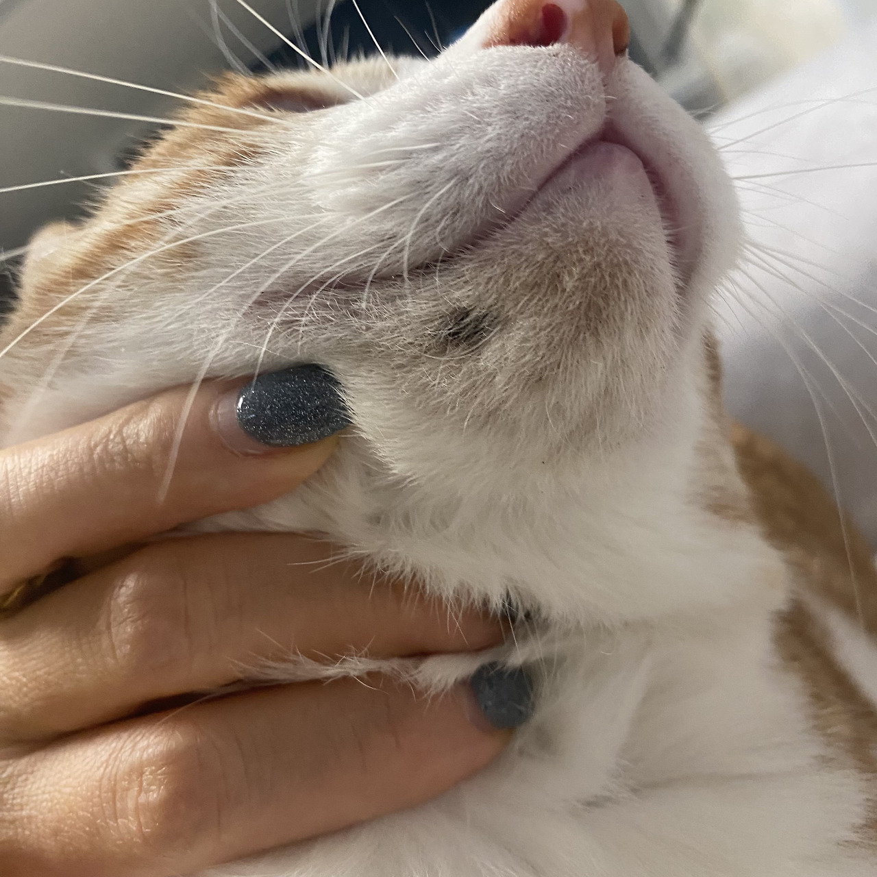 고양이 턱드름 원인과 증상 관리방법