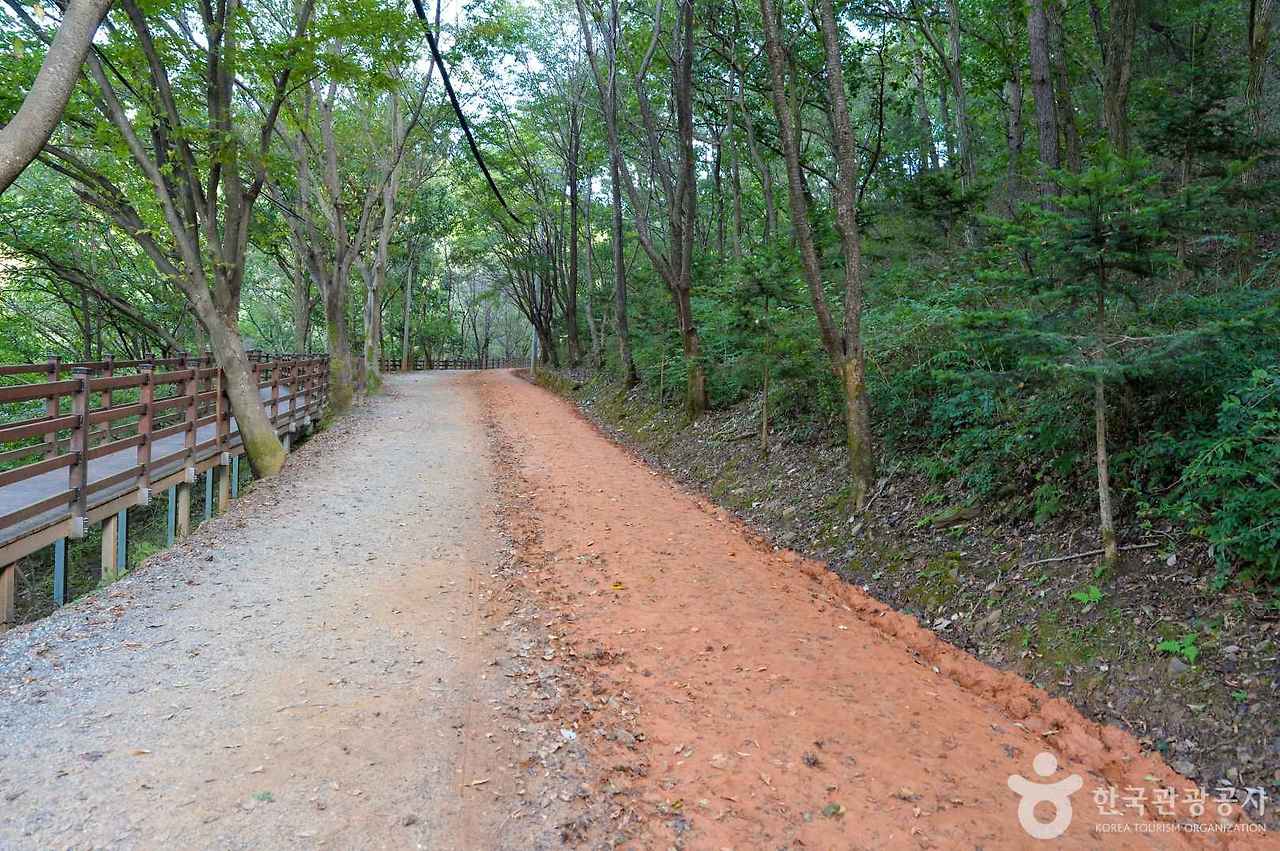 대전 계족산 황톳길 여행 가이드 | 맨발로 떠나는 힐링 트레킹
