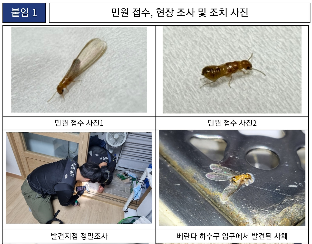 마른나무 흰개미 출몰 지역 퇴치법 신고 방법 총정리