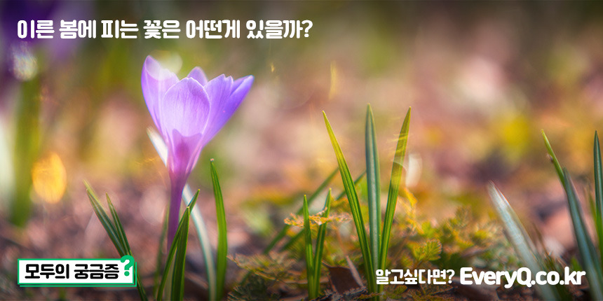 이른 봄에 피는 꽃은 어떤게 있을까 초봄에 피는 꽃