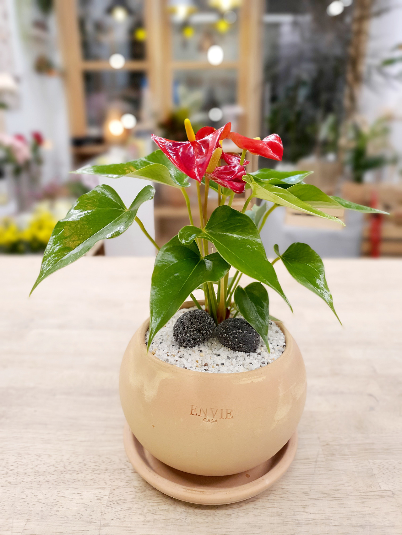 Beautiful flower viewing all year round - Anthurium