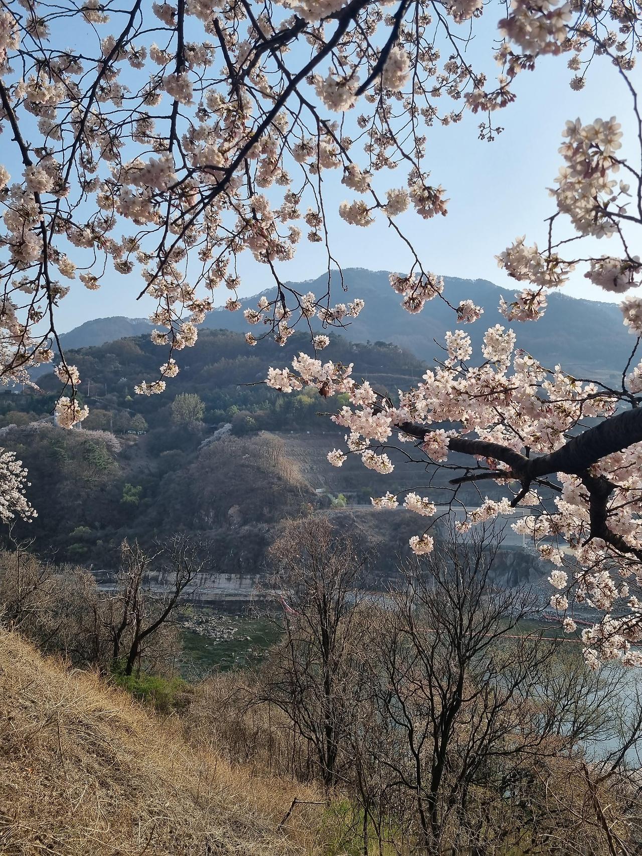 충주 벚꽃 충주호 벚꽃길 물레방아공원 Vs 제천 벚꽃청풍호 벚꽃 청풍문화재단지 벚꽃구경에 진심 개화시기
