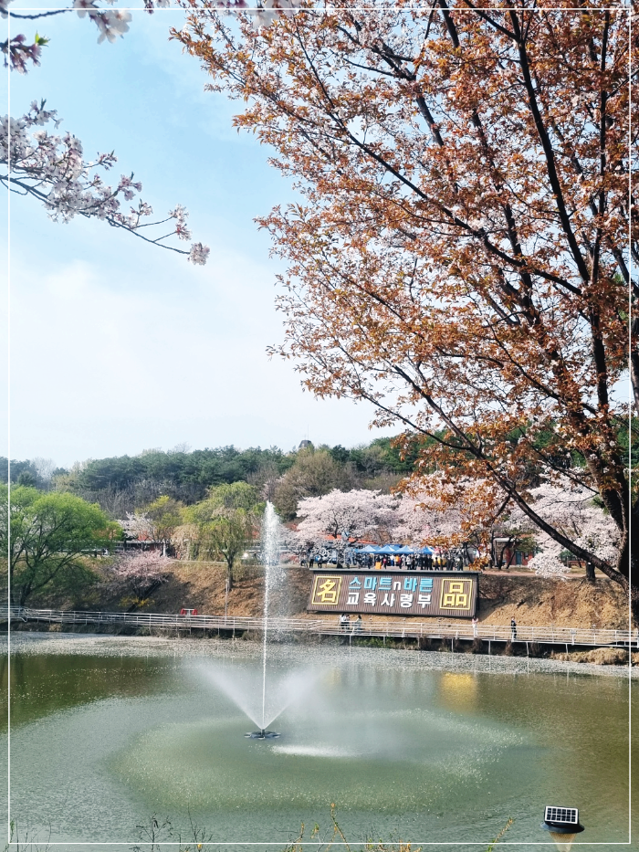 진주 공군교육사령부 부대개방 벚꽃 축제