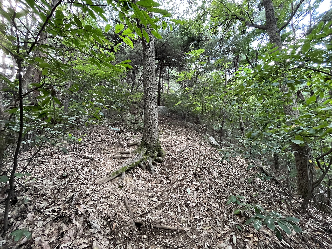 세종시 가볼만한 곳 전월산 등산 코스