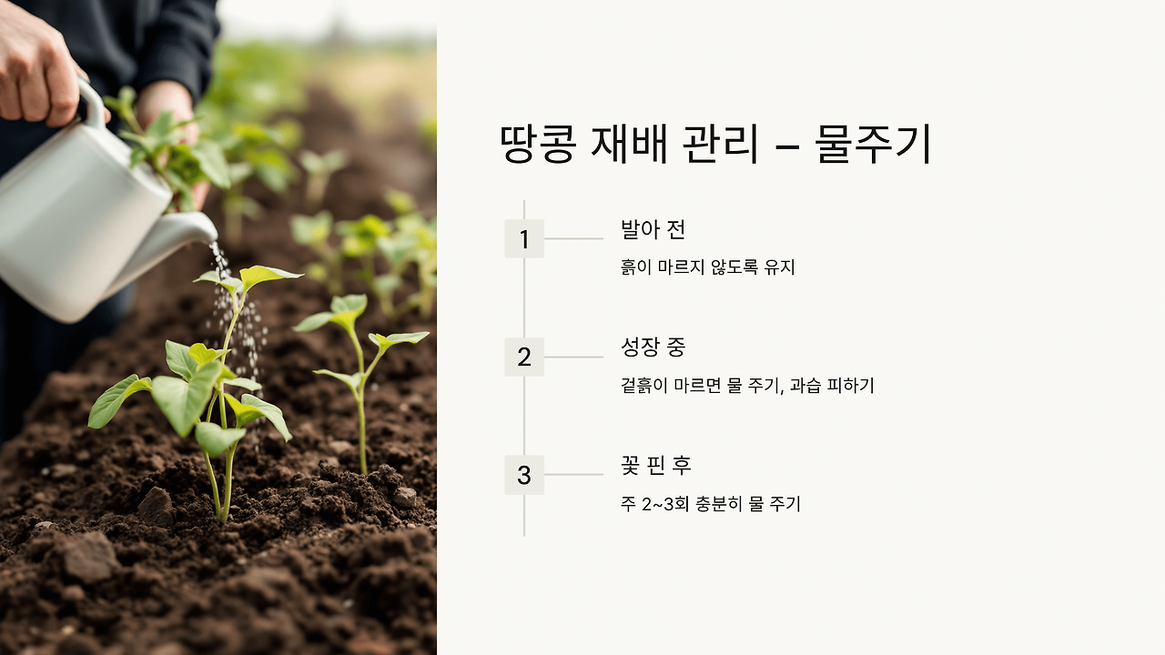 땅콩 심는 시기 파종시기 재배 방법 수확시기